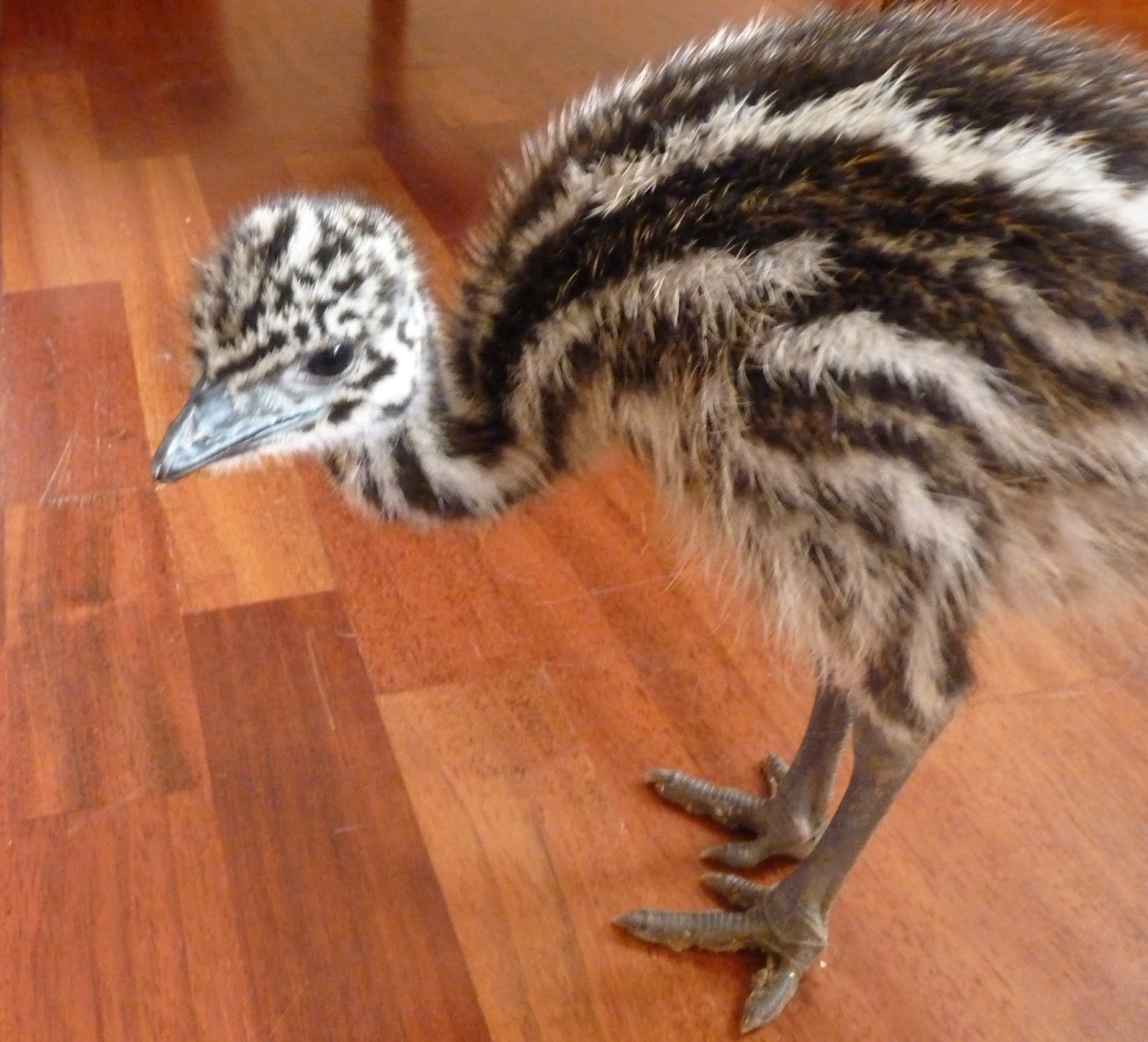 At the Butterfly Ball: The Emu Invasion