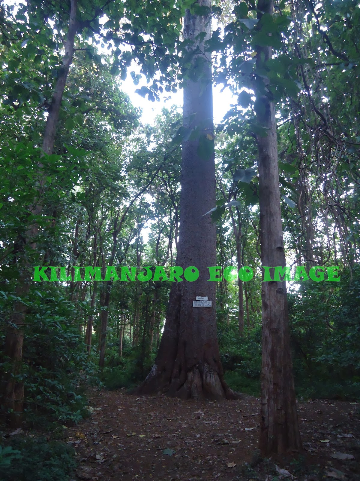 ecokilimanjaro: RAU FOREST TRAIL