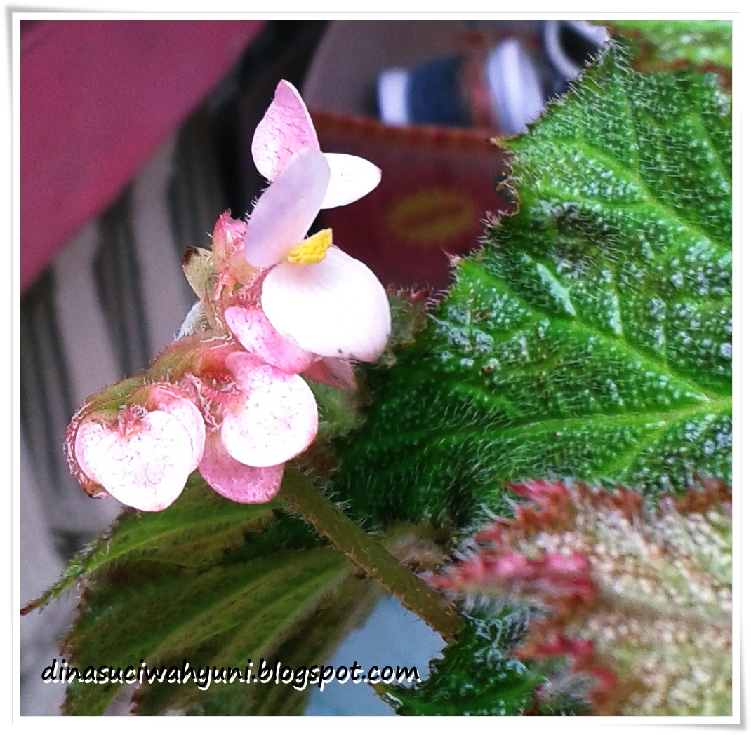 JENIS DAN NAMA - NAMA BUNGA (TANAMAN HIAS " BUNGA CANTIK") | JDSK