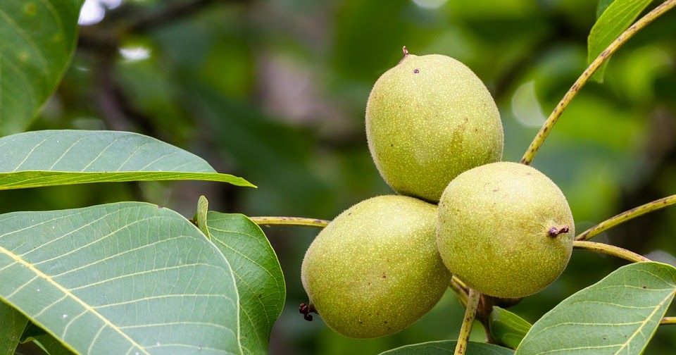 blog naturalny: 6 roślin o działaniu przeczyszczającym