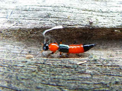 John Cullen's Biodiversity Photography : February 2011