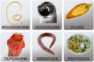 Definition & Conception of Parasitology - Dunia Perubatan