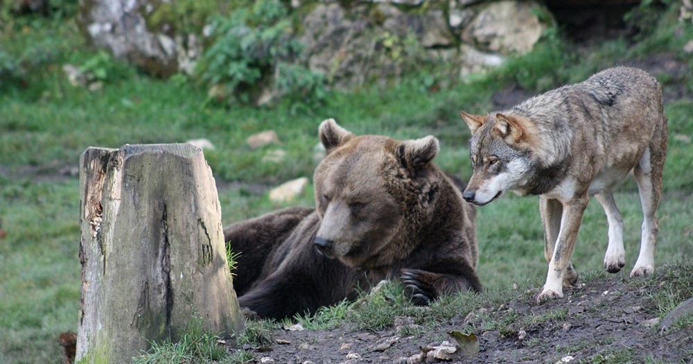 White Wolf : Romania bans trophy hunting of brown bears, wolves, lynx ...