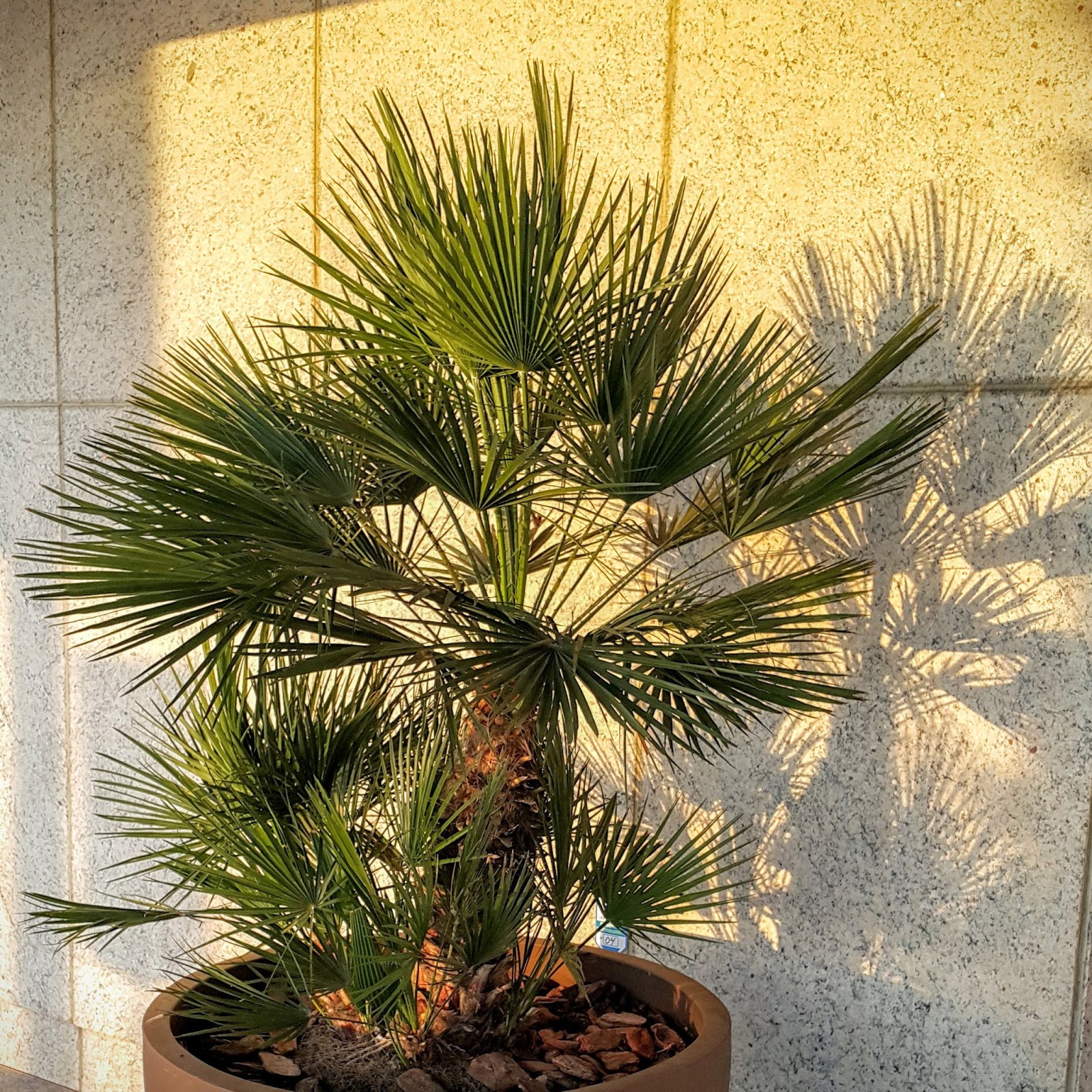 "Verdade//aspas" : 👪 Arecaceae (Trachycarpus fortunei)