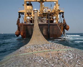 El robalo: Aumentan las protestas contra súper arrastrero