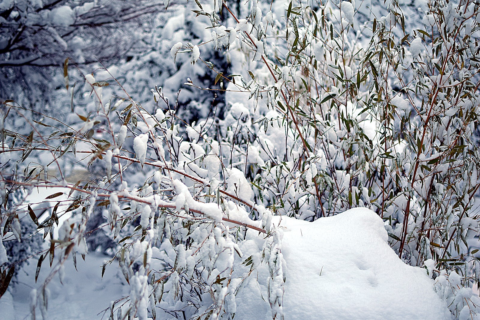 Simply Lora's Beauty: Snow Photos!