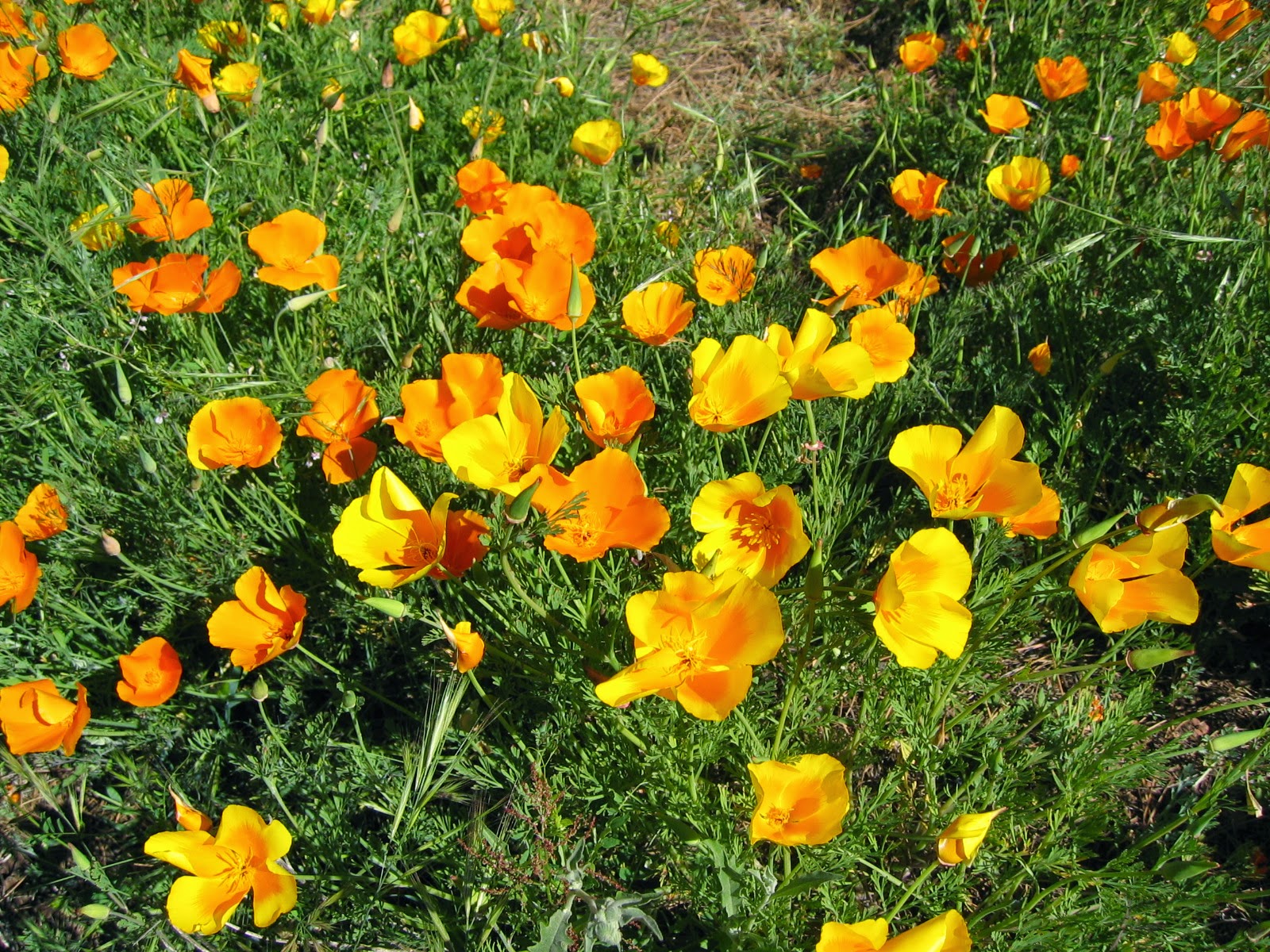 NUESTRA FLORA: AMAPOLA DE CALIFORNIA (Eschscholzia californica)