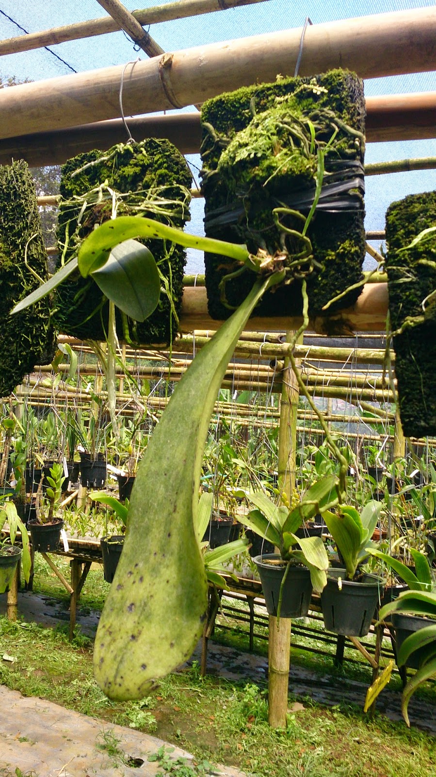 CENTRA ANGGREK: Bulbophyllum Phalaenopsis (anggrek dasi)