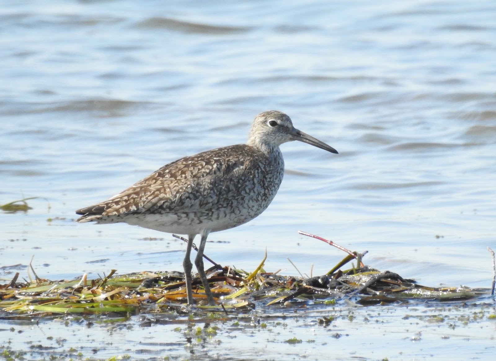 Bev's Nature Blog: Willet
