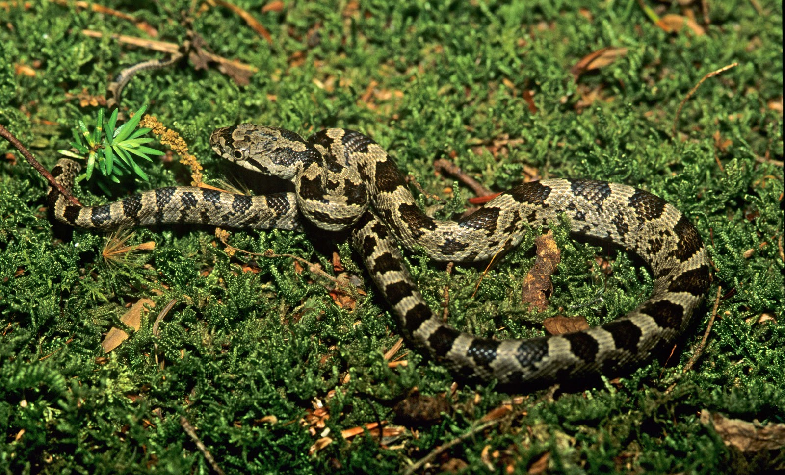 Kentucky Native Plant and Wildlife: It must be fall, the snake calls ...