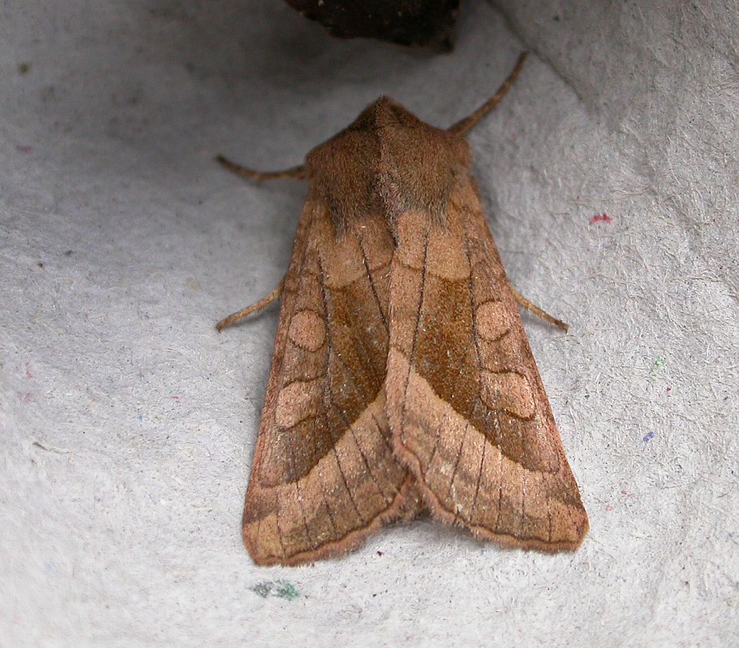 Shandy Hall Moths: 9 August 2013 - Cider with Rosy Rustic