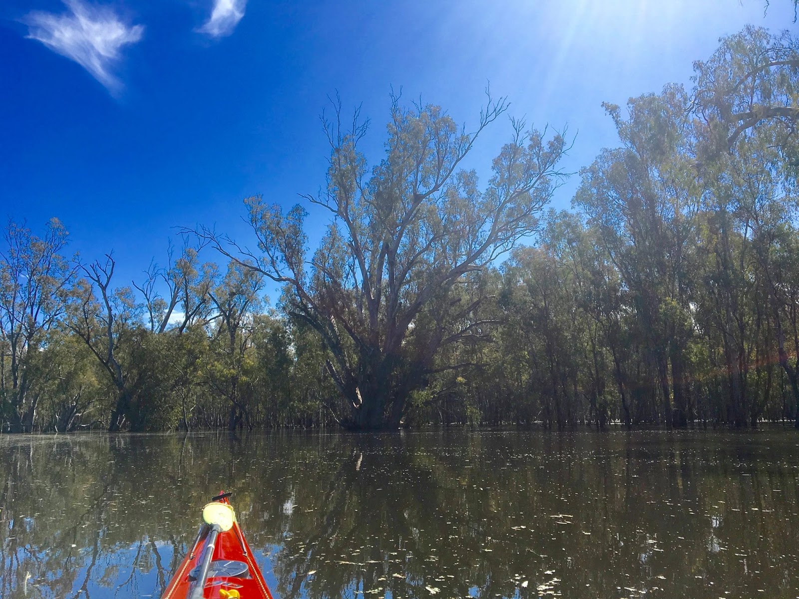 Murray River Kayak.: Murray River Paddle 2016 Day 10 The Gulf to ...
