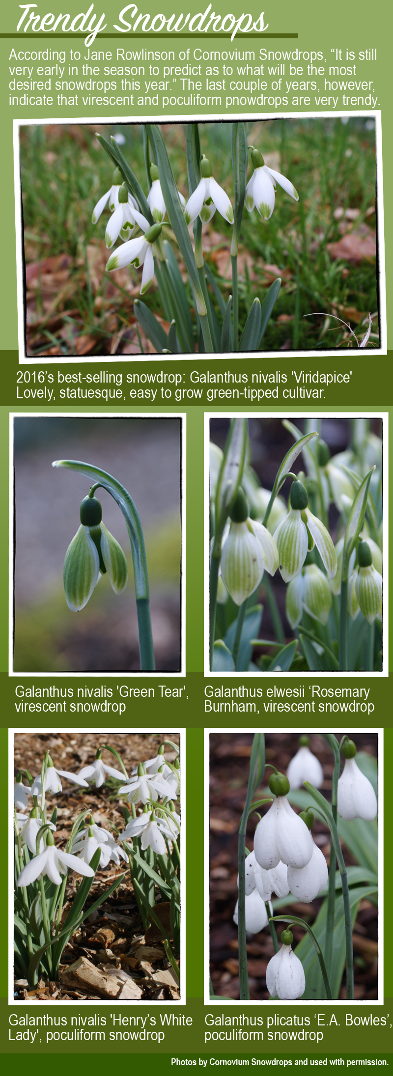 For budding enthusiast or seasoned collector, snowdrop fervor signals ...