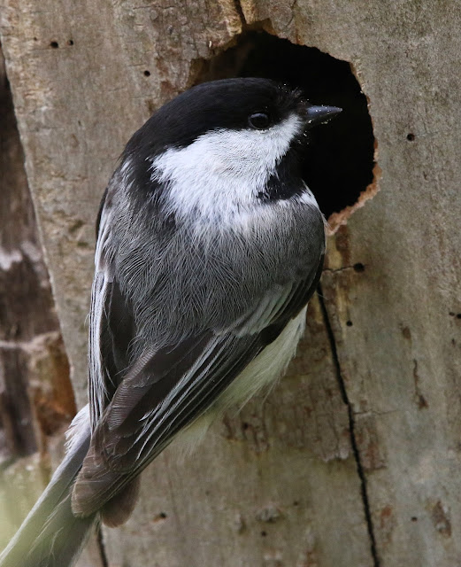 Birds from Behind : ...for Al Batt...