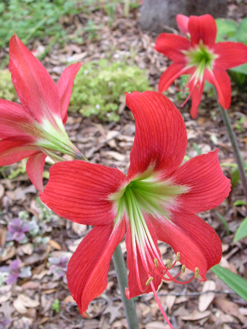 The Lazy Shady Gardener: 'San Antonio Rose' Amaryllis