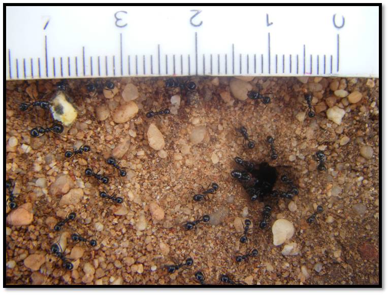 Formigas and ants: Messor bouvieri