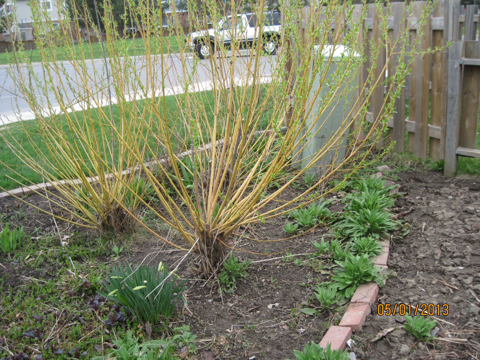 John Toft Basketry: It's time to strip the willow again.