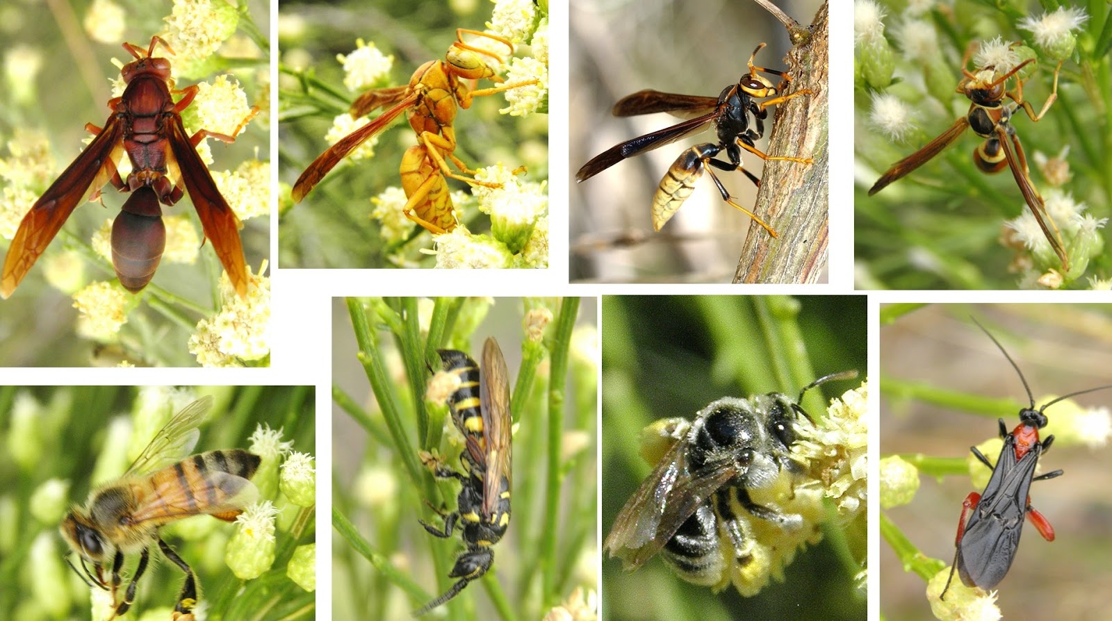 Arizona: Beetles, Bugs, Birds and more: 34 species of insects on Desert ...