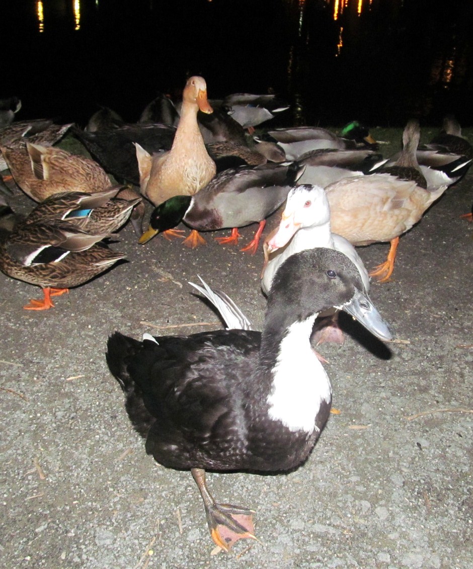 Tales, Tails and Feathers of New York -- PCA: Escaping Thanksgiving ...