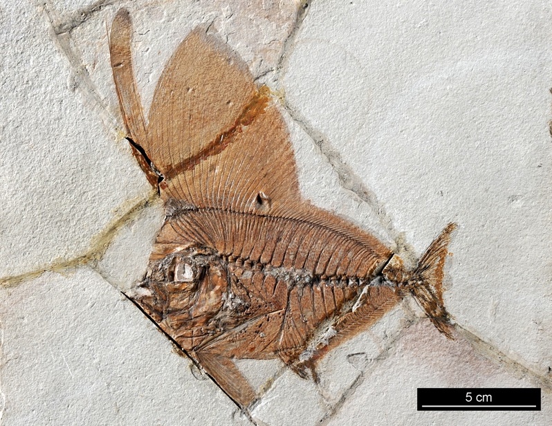 Palaeos, la historia de la Vida en la Tierra: PALEOFICHA: Exellia spp.