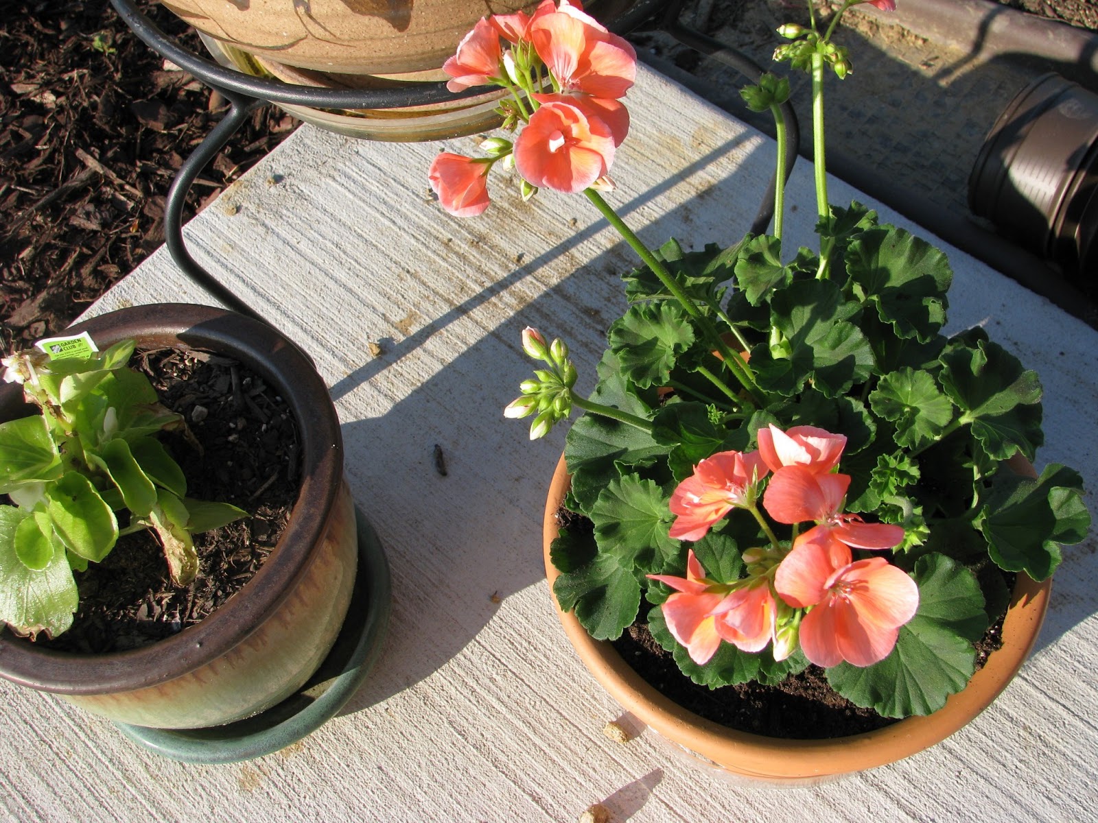 Designs by Pinky: ~~~Landscaping the New House....starting over~~~