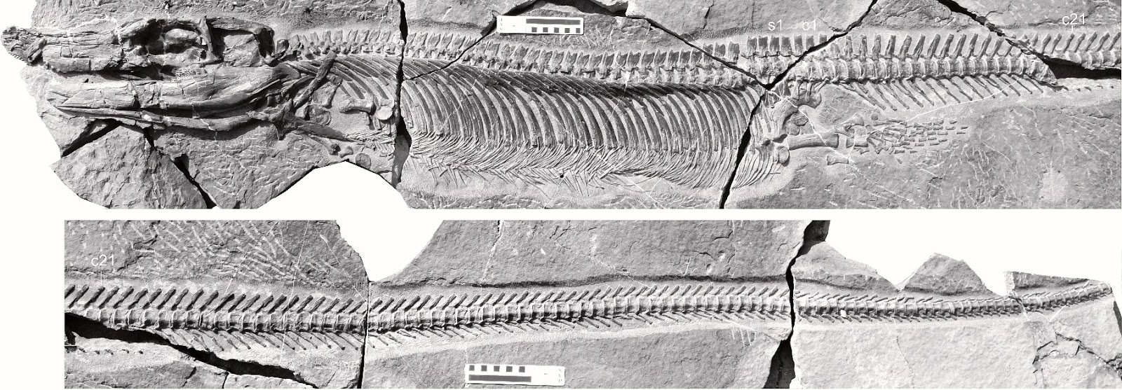 Waxing Paleontological: Marine Snouters of the Triassic
