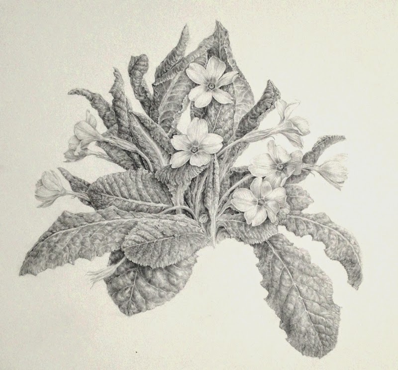 Dianne Sutherland: Primula vulgaris on kelmscott Vellum, SBA exhibition ...