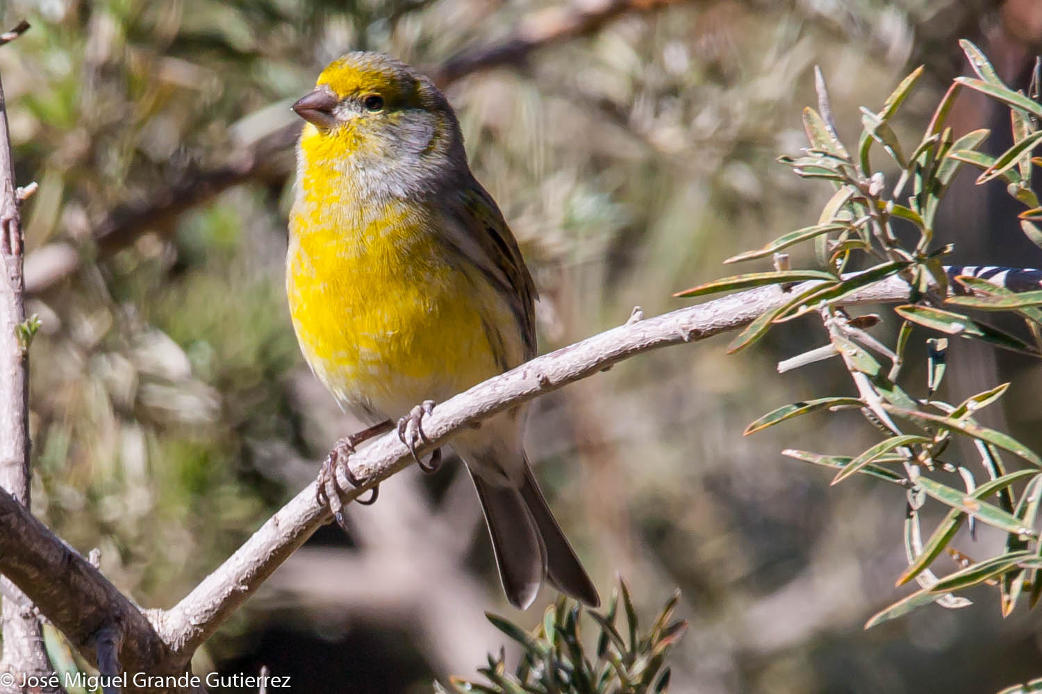 AVES DE BALEARES Y AVECEDARIO-UN MUNDO MARAVILLOSO : Serín canario ...