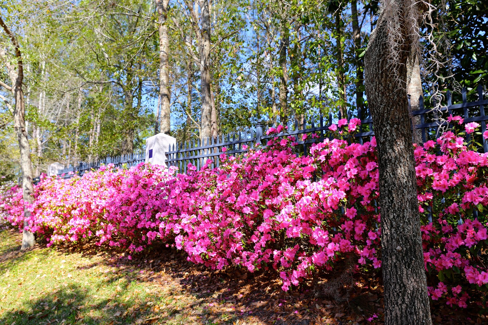 Sweet Southern Days: More Springtime Azaleas