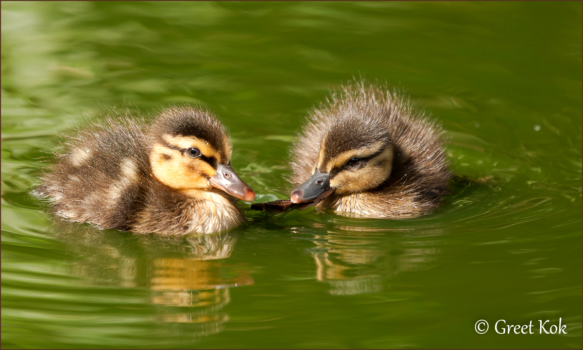 Foto`s van Greet: Bezoekje aan Artis deel 2