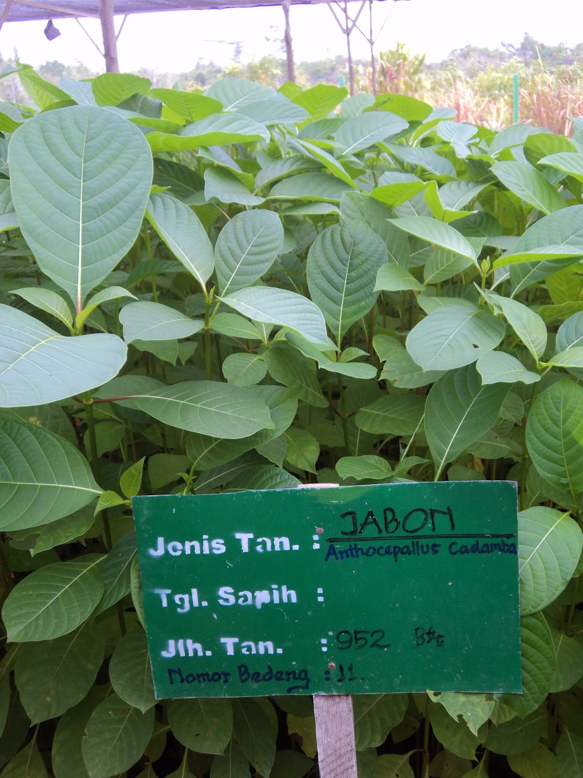 Gubhuk Ijo: Potensi Tanaman Jabon