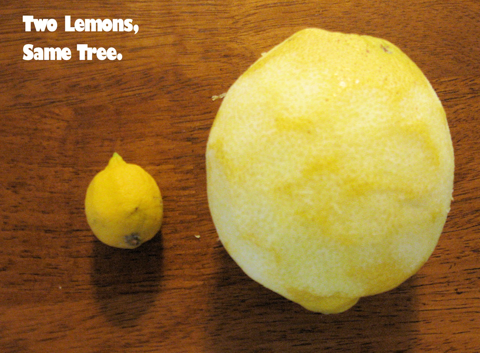 The Cranky Pumpkin: Our Lemon Tree