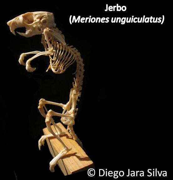 medicina veterinaria: esqueleto de jerbo / Gerbil skeleton