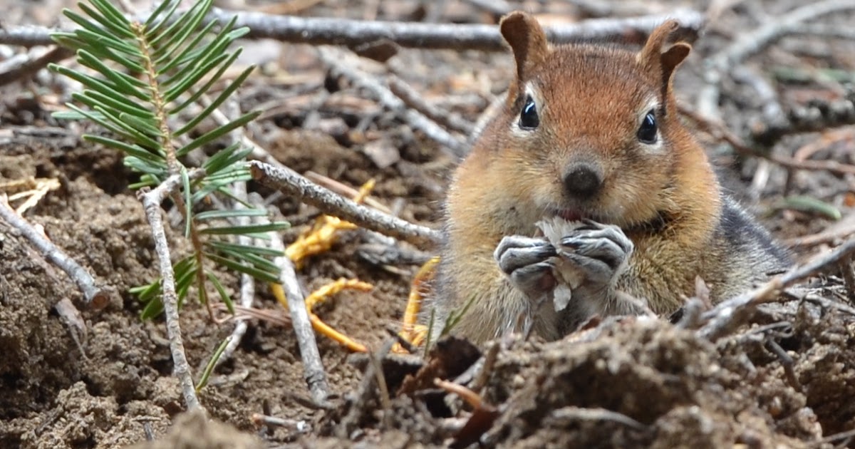 CZPOHÁDKA: O veverce. Veverčí pohádka.
