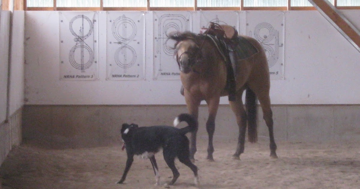 Foundation Reining Training Centre: How to Fix the Common Horse ...