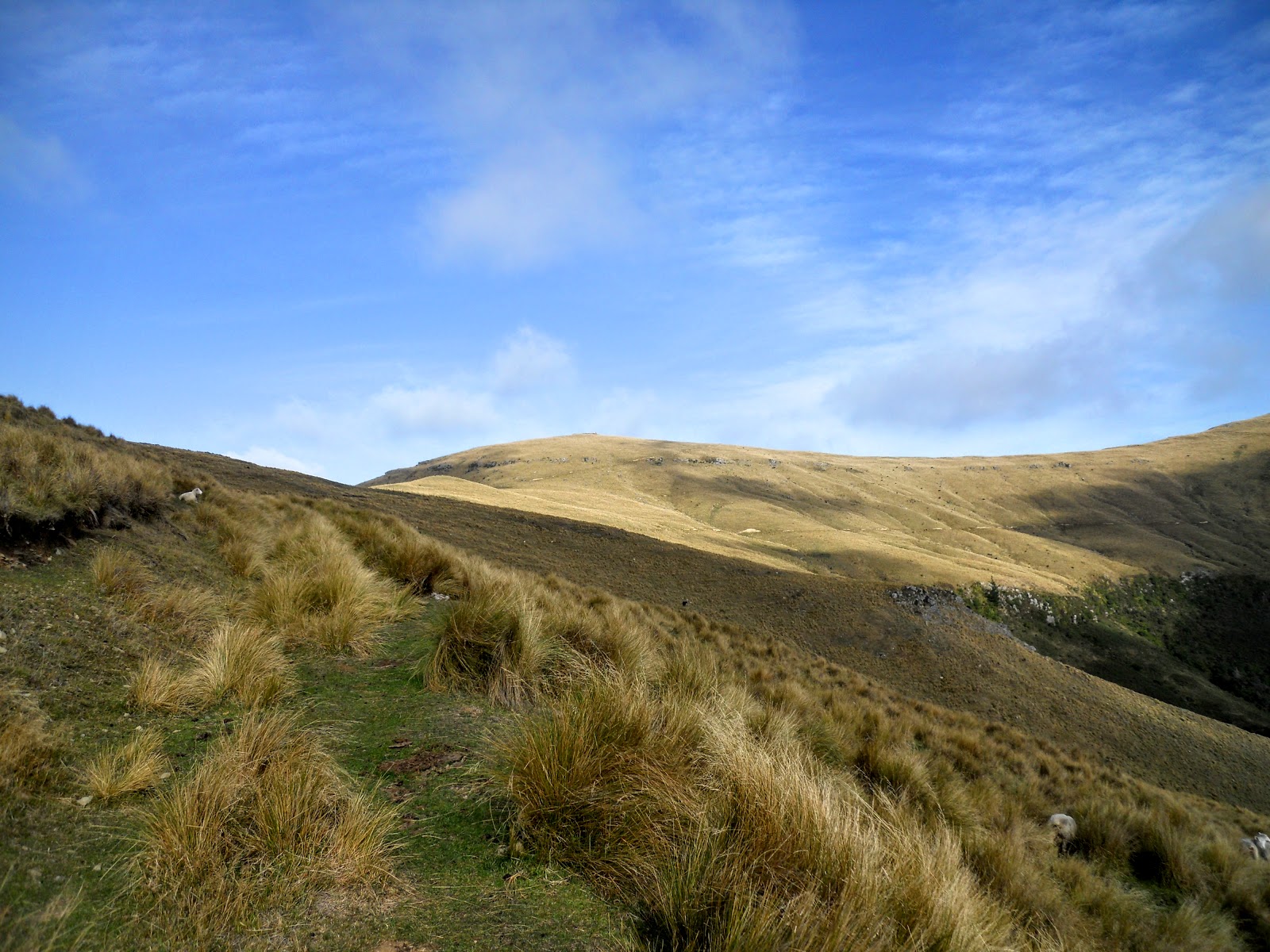 Tramping in the New Zealand backcountry: NZ Bush Adventures: Purau ...