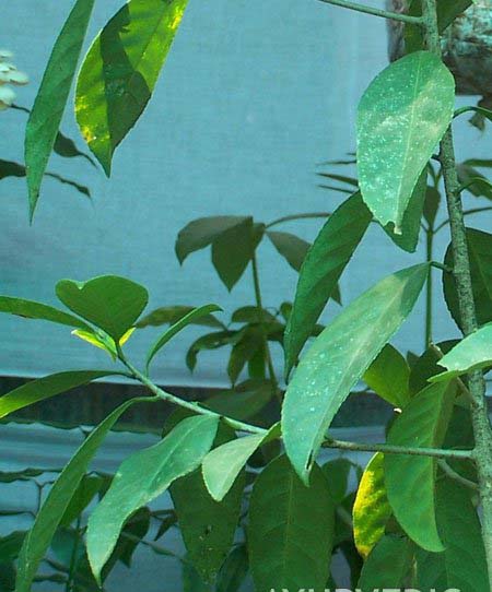 Pachotti-p-pa-(Symplocos cochinchinensis, Lodh tree, Chunga ) - KERALA ...