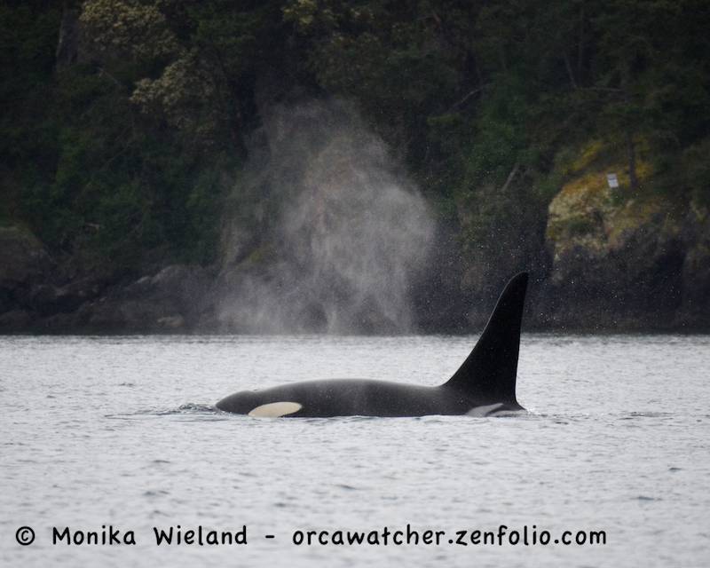 Orca Watcher: J-Pod Returns!