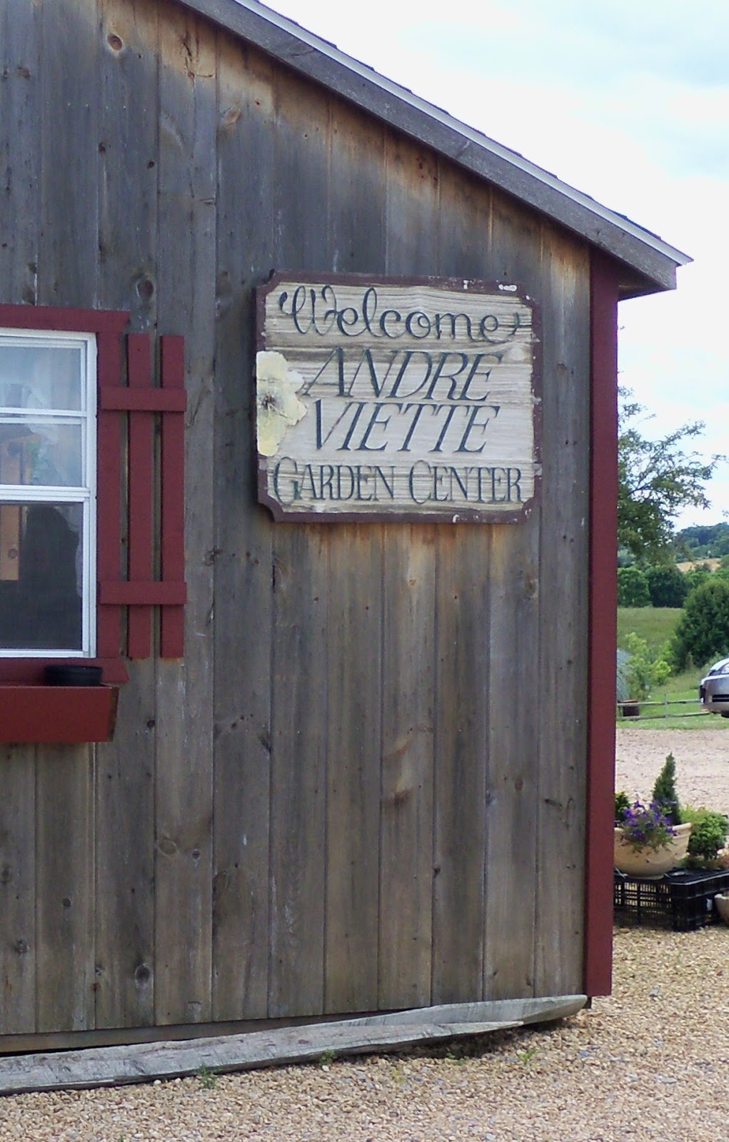 Peonies and Paint: Daylilies: The Viette Family Business