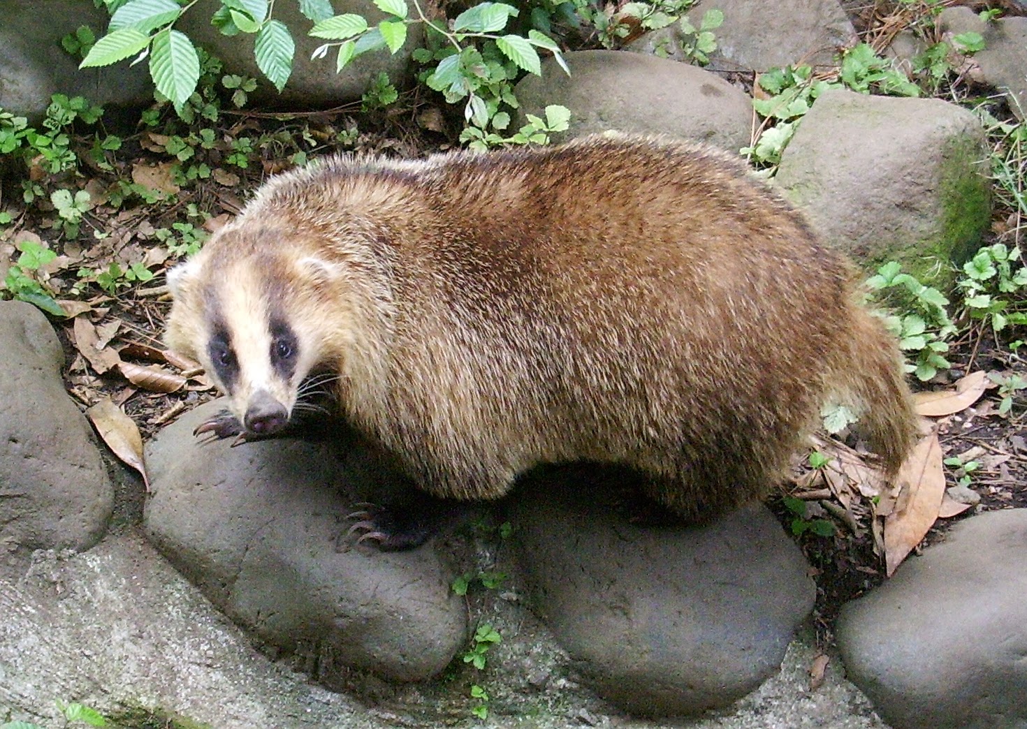 European Badger | Animals Facts & Information | All Wildlife Photographs