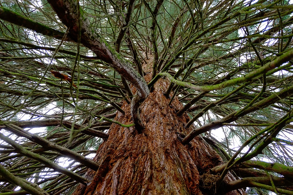 Sequoia sempervirens «secuoya» - Id Plantae