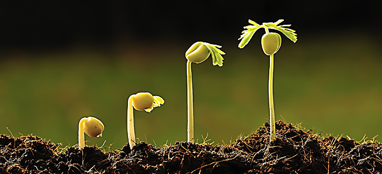 O que semear em Abril - REVISTA REVIVER