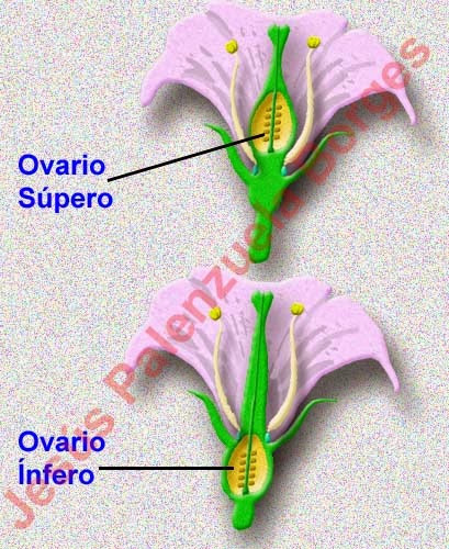 Jesus Palenzuela Borges: Glosario Botánico