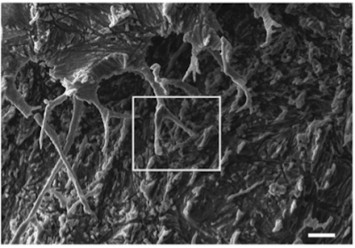 Paleontología y Evolución en la UCM: Extraordinaria preservación de ...