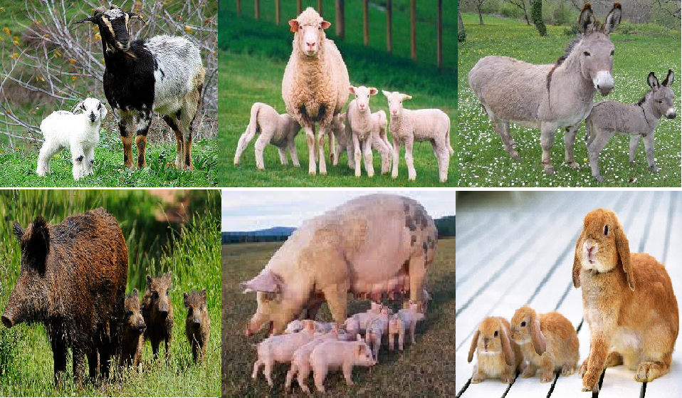 Animales y sus crías.