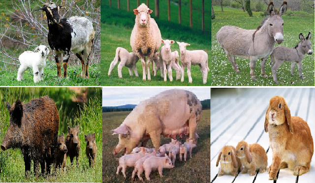 Animales y sus crías.