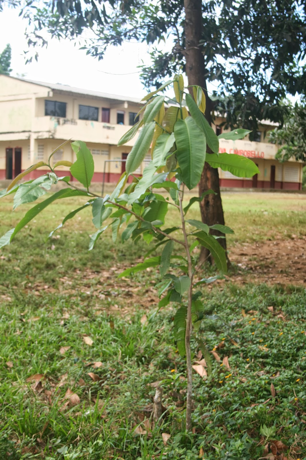 Proyecto Arboreto Nativo - ARBORETUM PROJECT NATIVE: PROYECTO ARBORETO ...