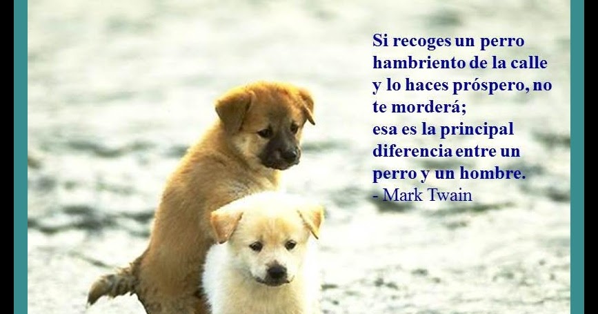 Reflexiones para TI y para MÍ: // Si recoges un perro hambriento en la ...