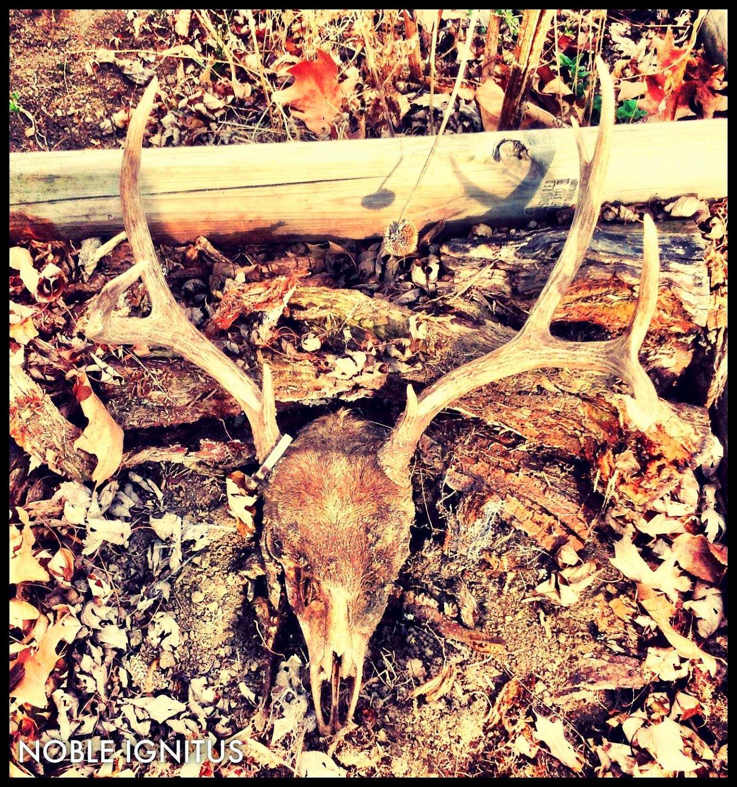 NOBLE IGNITUS:: European mount removing deer head from the ground