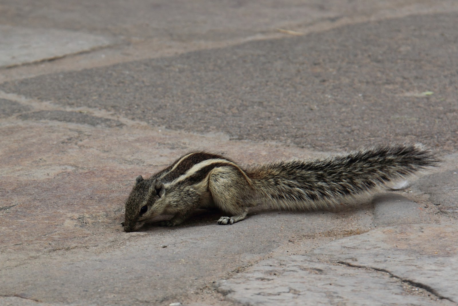 Мир путешествий: Мой дневник из Индии